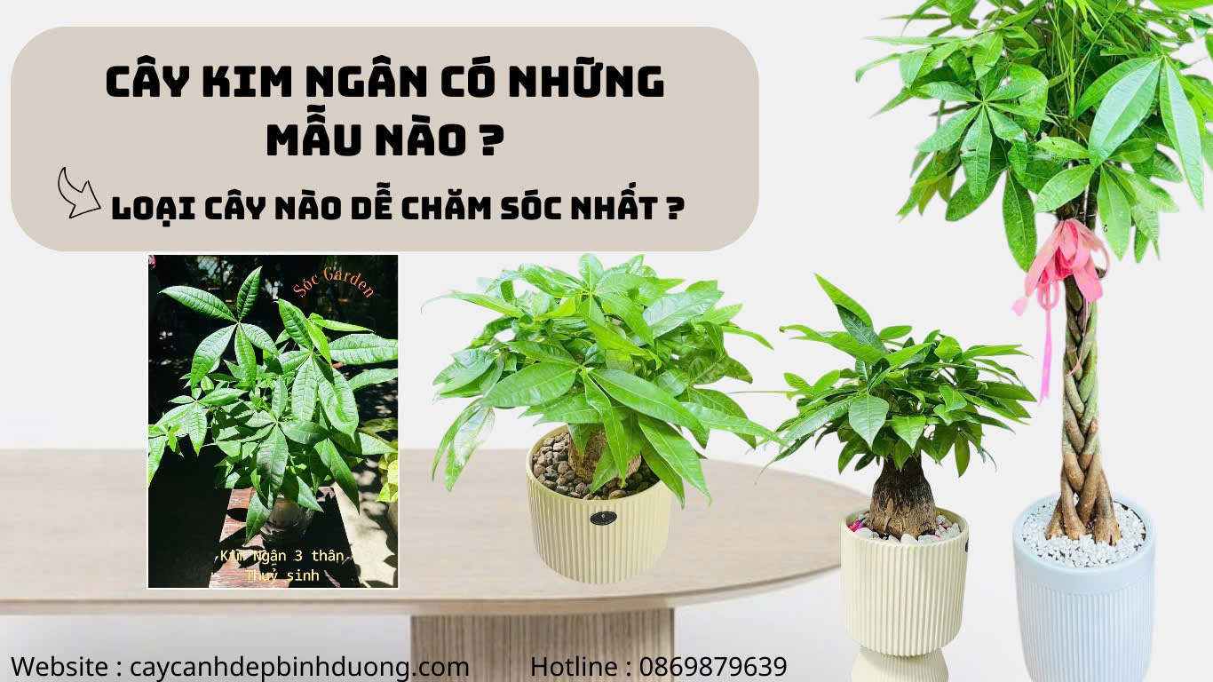 Cây Kim Ngân có những mẫu nào – loại cây nào dễ chăm sóc nhất?
